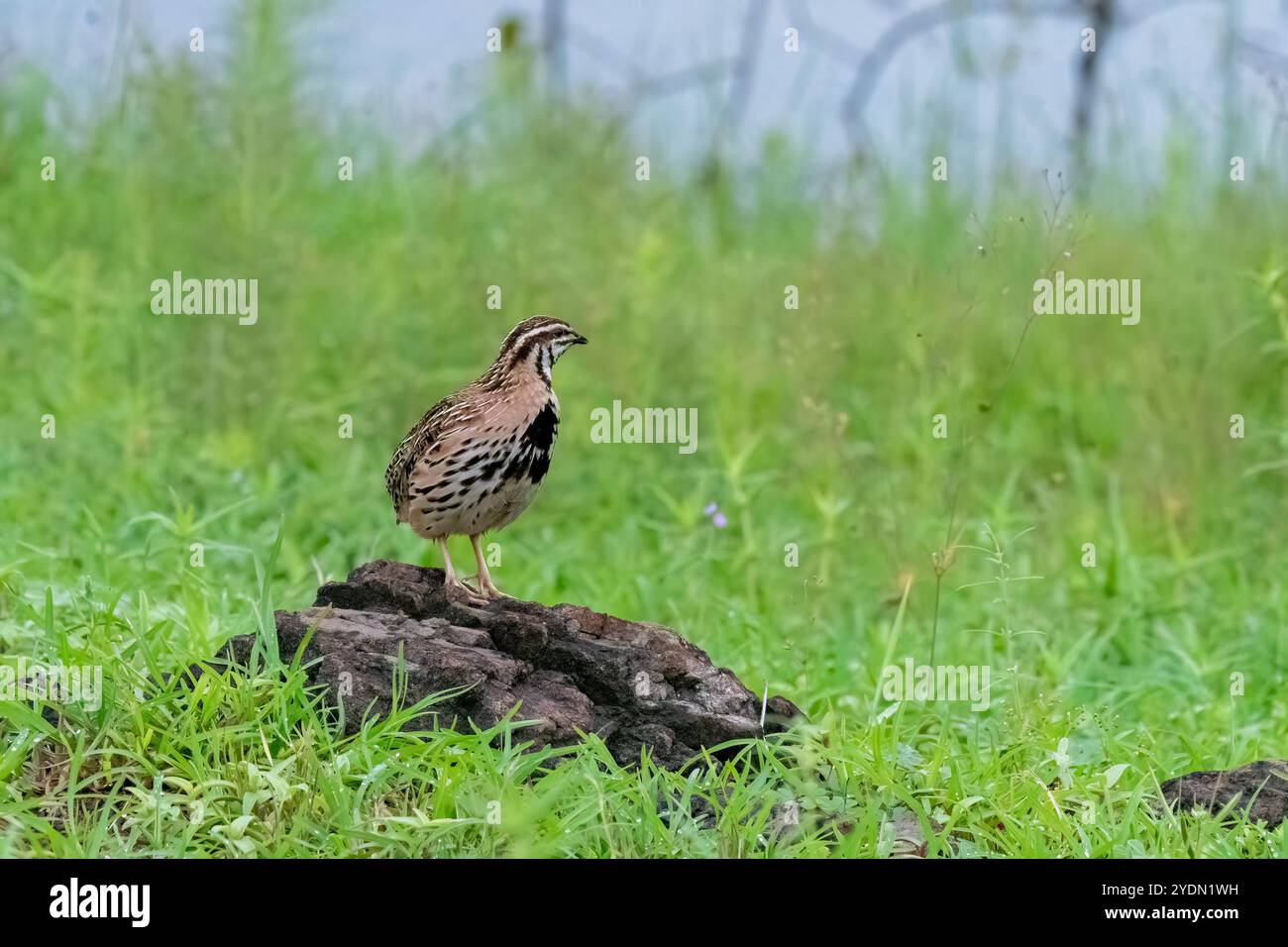 A rain quail singing and feeding in the grasslands of Bhigwan on the ...