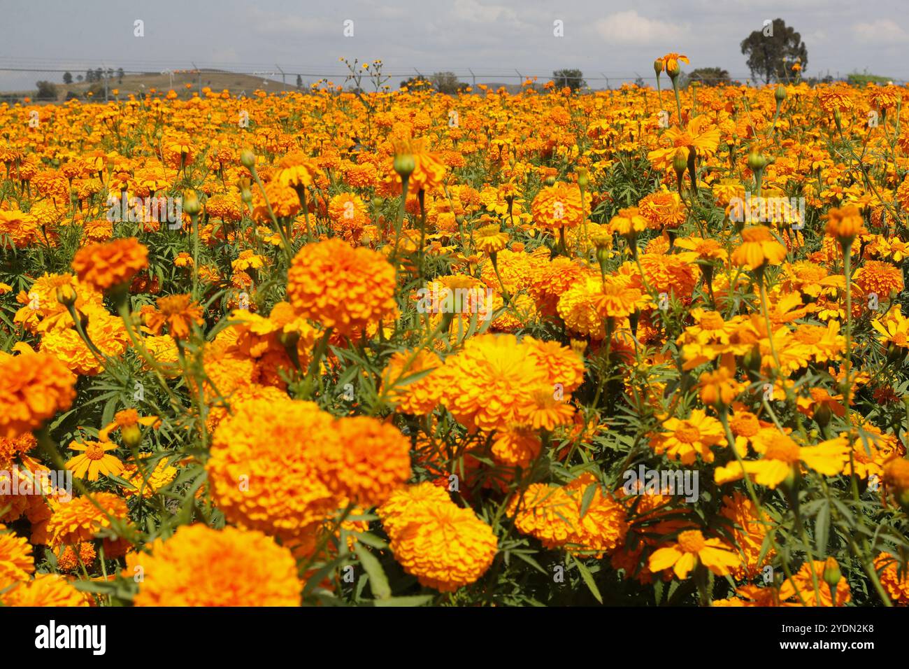 Farmers harvest cempasuchil flowers, known as Day of the Dead flowers ...