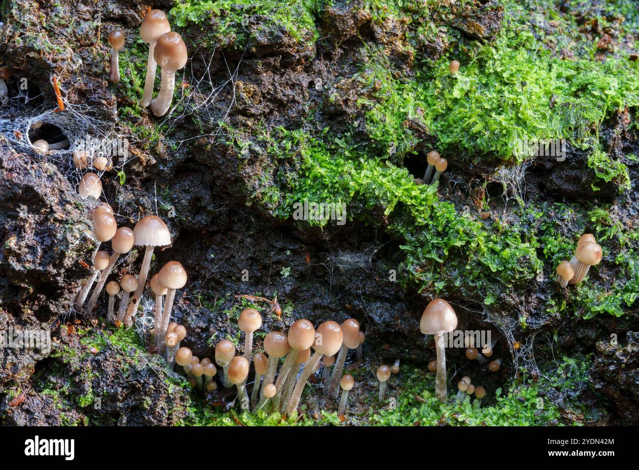 Tiny fungi on Southampton Common Stock Photo - Alamy