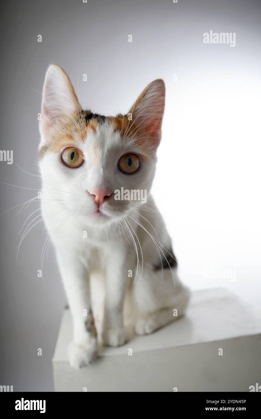 Short haired british blue hi-res stock photography and images - Alamy