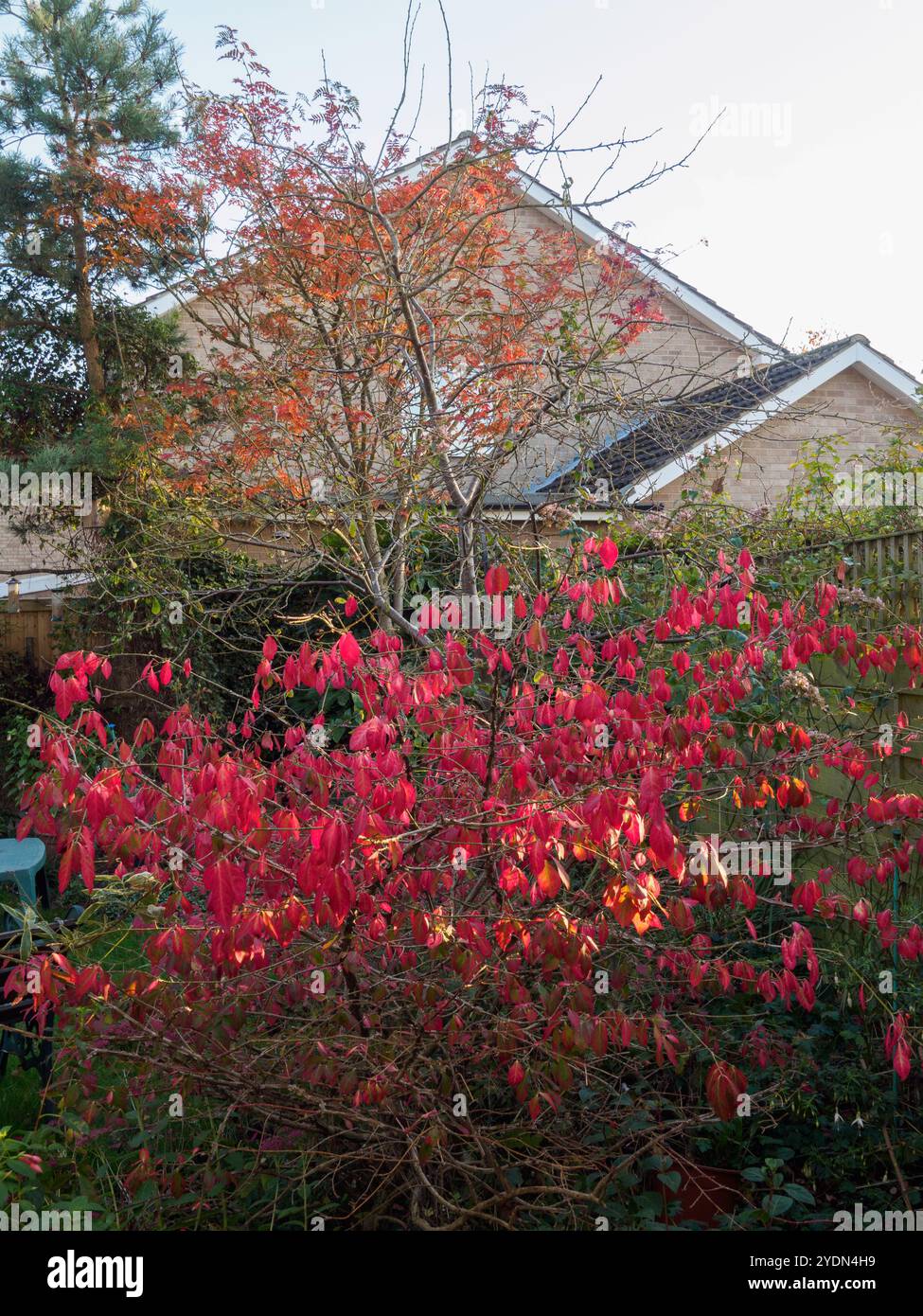 Rowan trees in autumn foliage hi-res stock photography and images - Alamy
