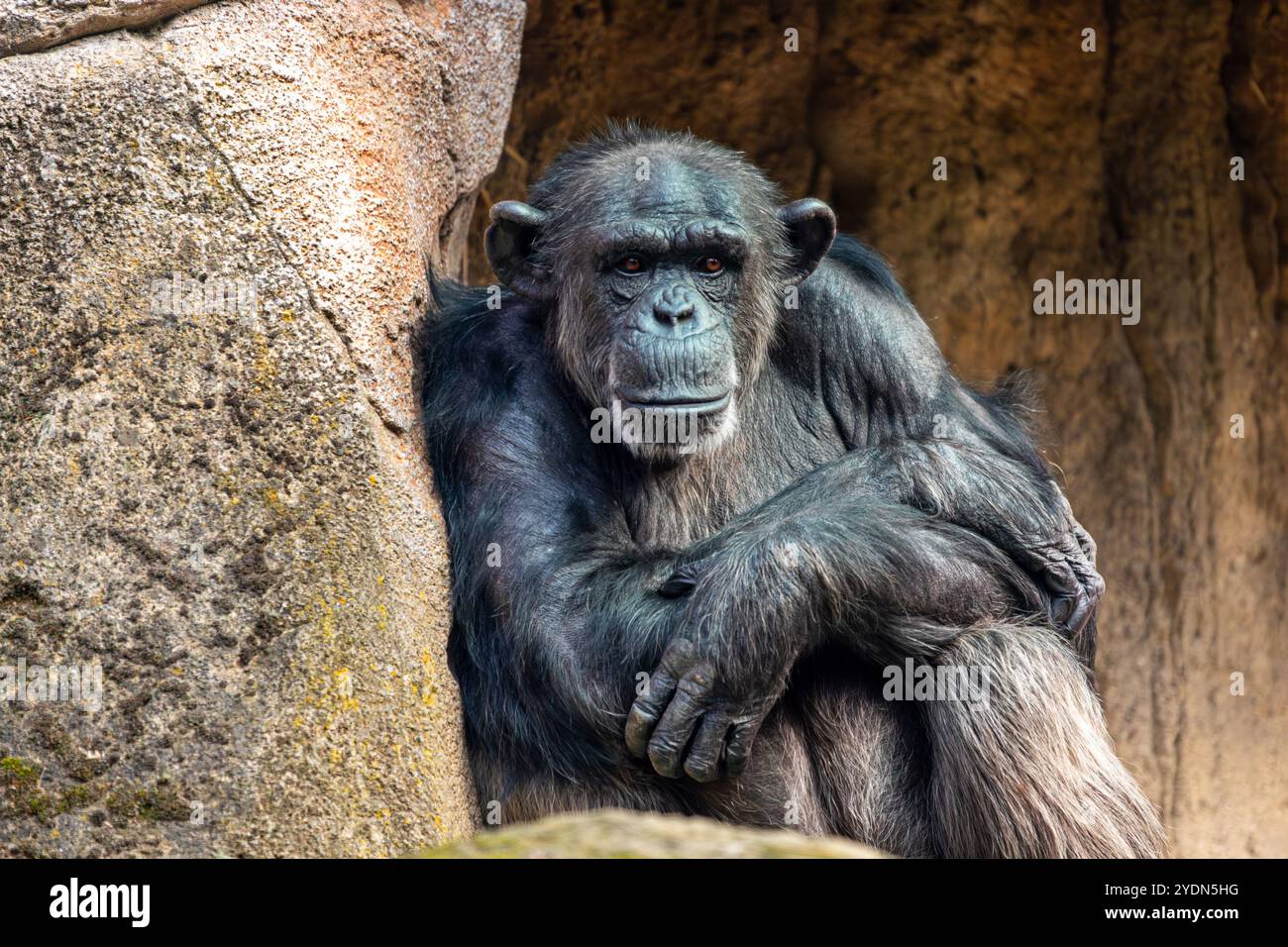 Portrait of adult giant chimpanzee pan monkey sitting on the stone ...