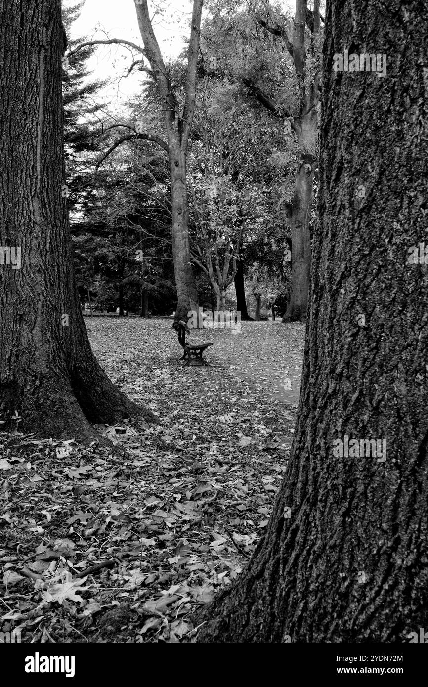 Trees leaves autumn colors Black and White Stock Photos & Images - Alamy
