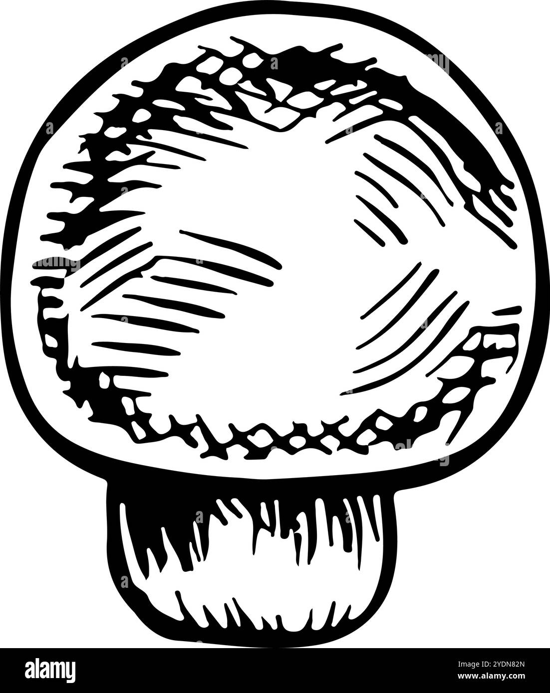 Mushroom champignon. Vector graphics with the image of a mushroom. A ...