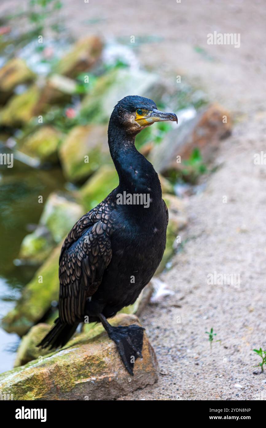 Adult great cormorant phalacrocorax hi-res stock photography and images ...
