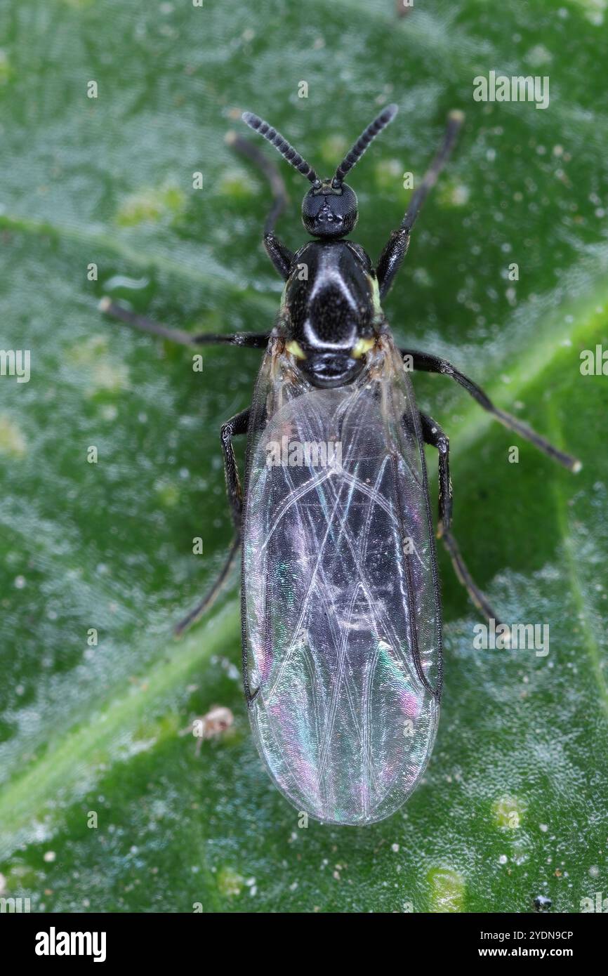 Scatopse notata hi-res stock photography and images - Alamy