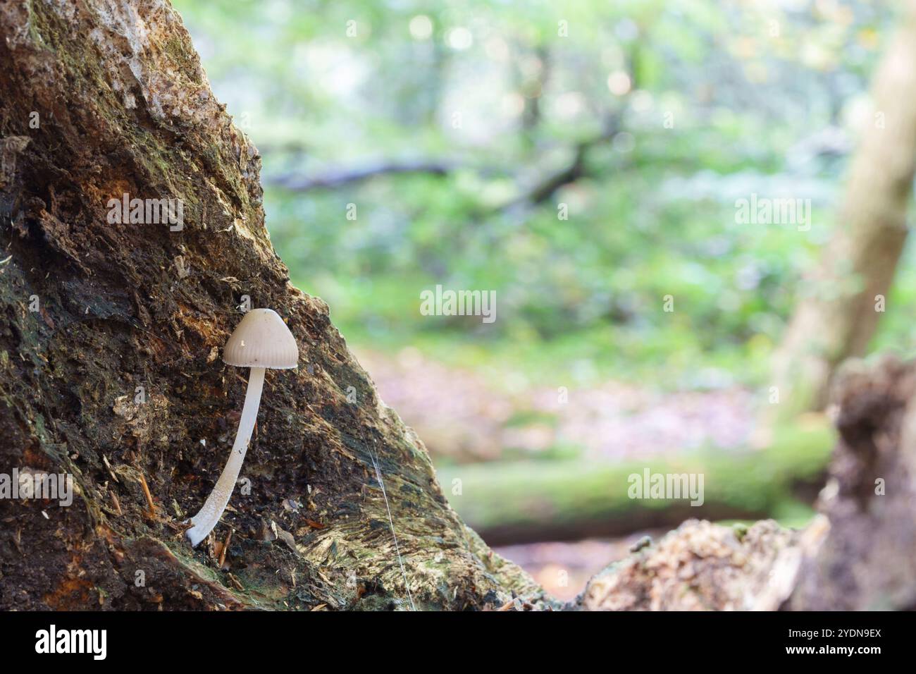 Tiny fungi on Southampton Common Stock Photo - Alamy