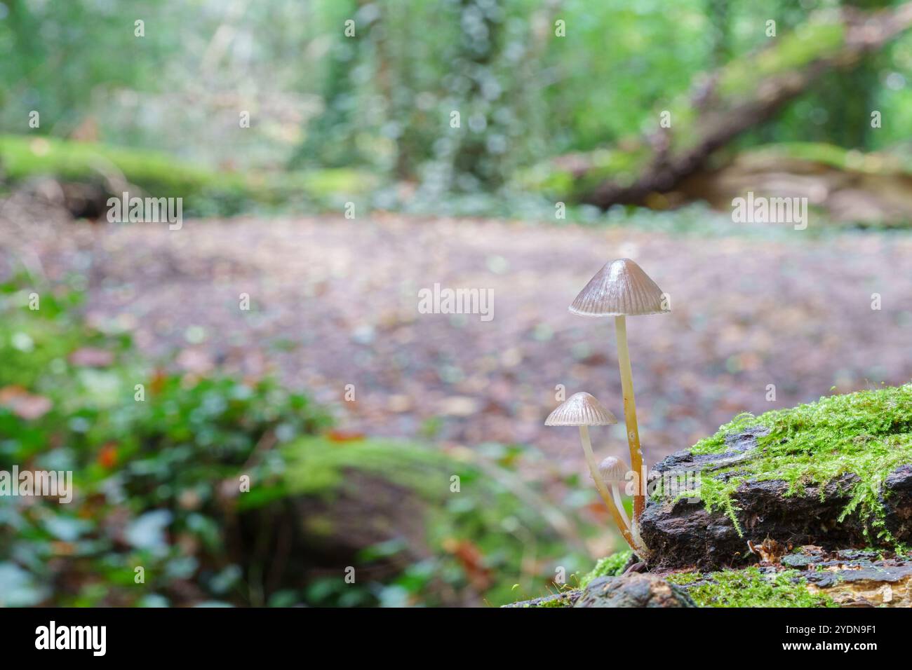 Tiny fungi on Southampton Common Stock Photo - Alamy