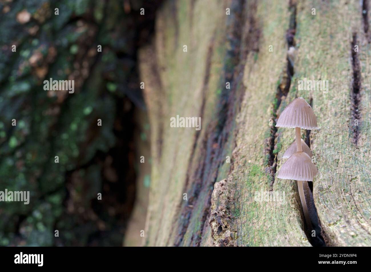 Tiny fungi on Southampton Common Stock Photo - Alamy