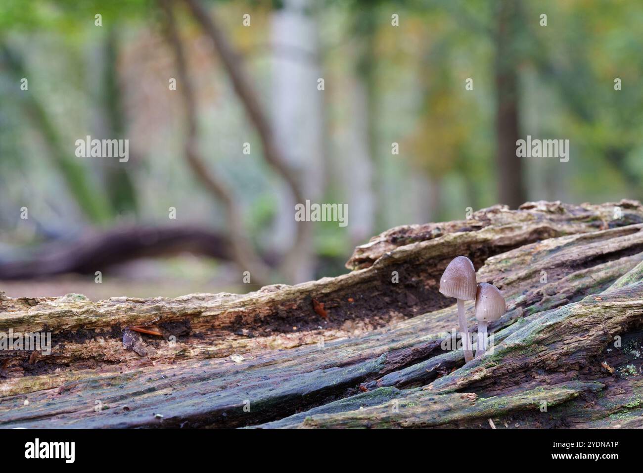 Tiny fungi in the New Forest Stock Photo - Alamy