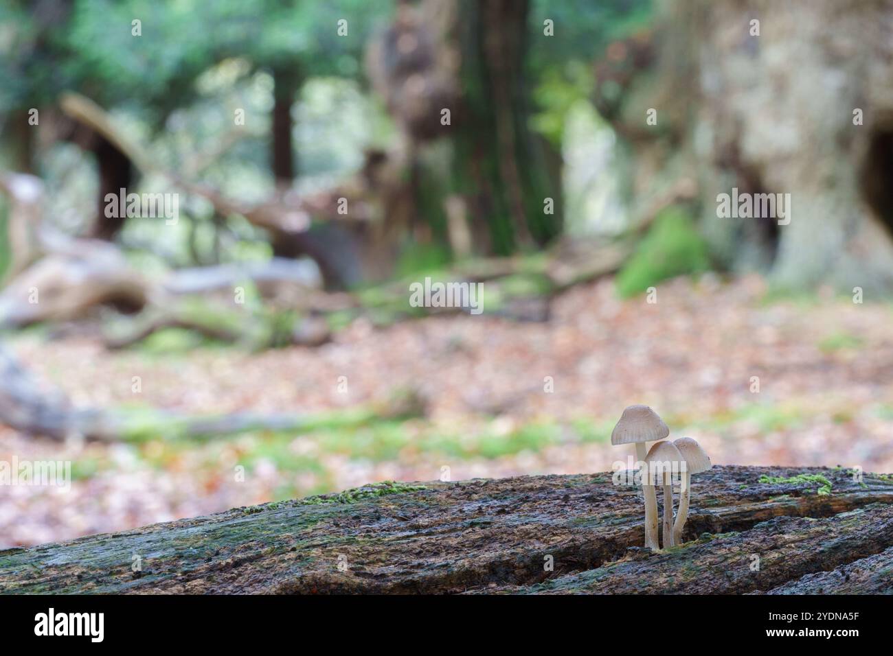 Tiny fungi in the New Forest Stock Photo - Alamy
