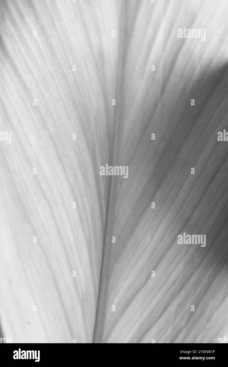 Detail photo Black and White Stock Photos & Images - Alamy