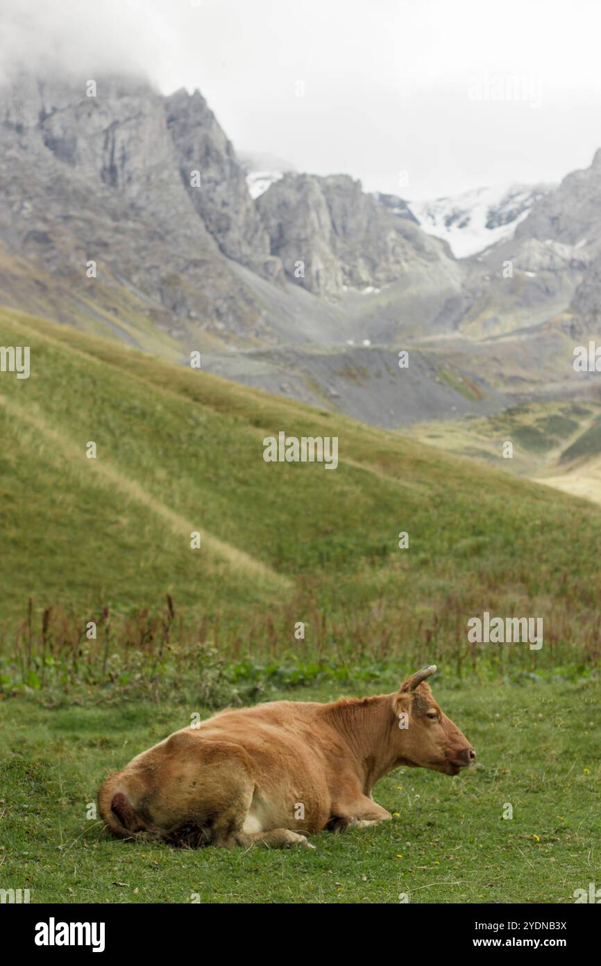 a serene scene of a brown cow resting comfortably on a lush grassy hill ...