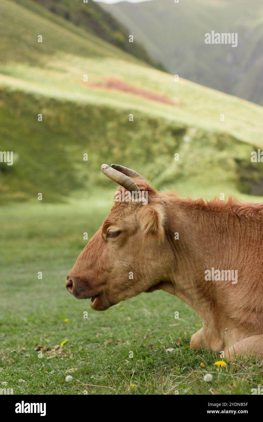 a calm brown cow sitting quietly on a lush grassy hillside. The cow ...