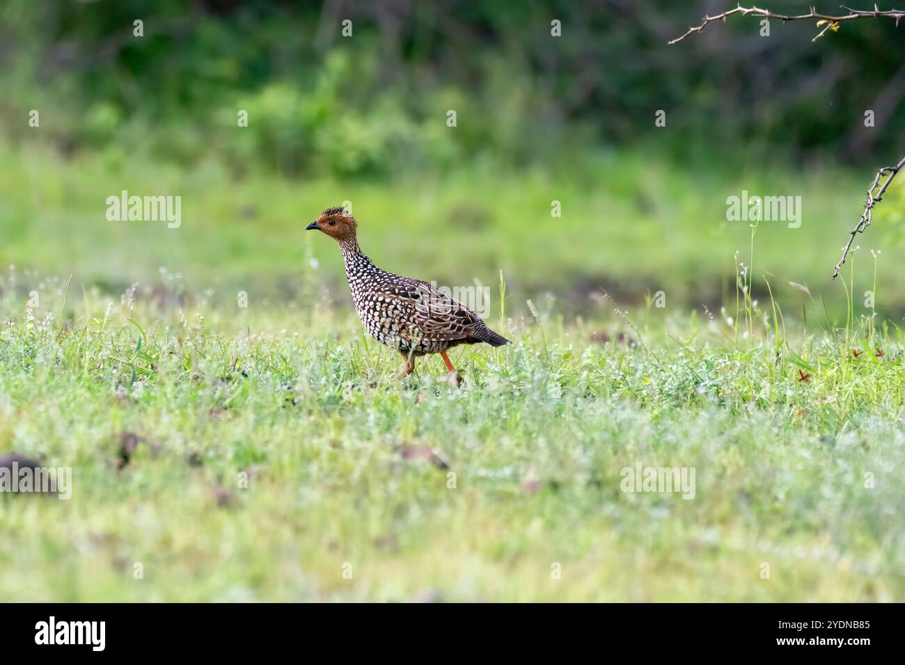 Painted francolin hi-res stock photography and images - Alamy