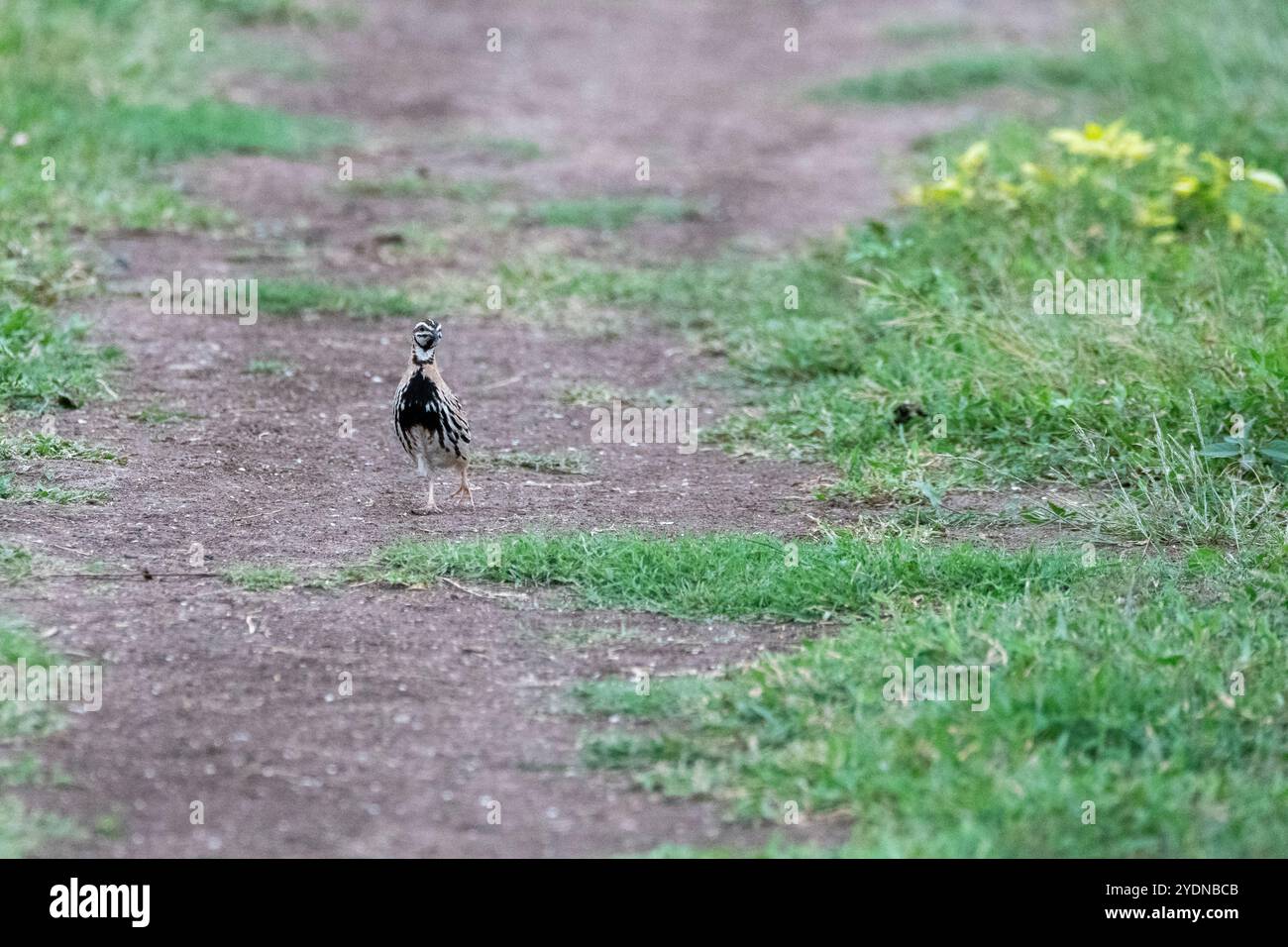 A rain quail singing and feeding in the grasslands of Bhigwan on the ...
