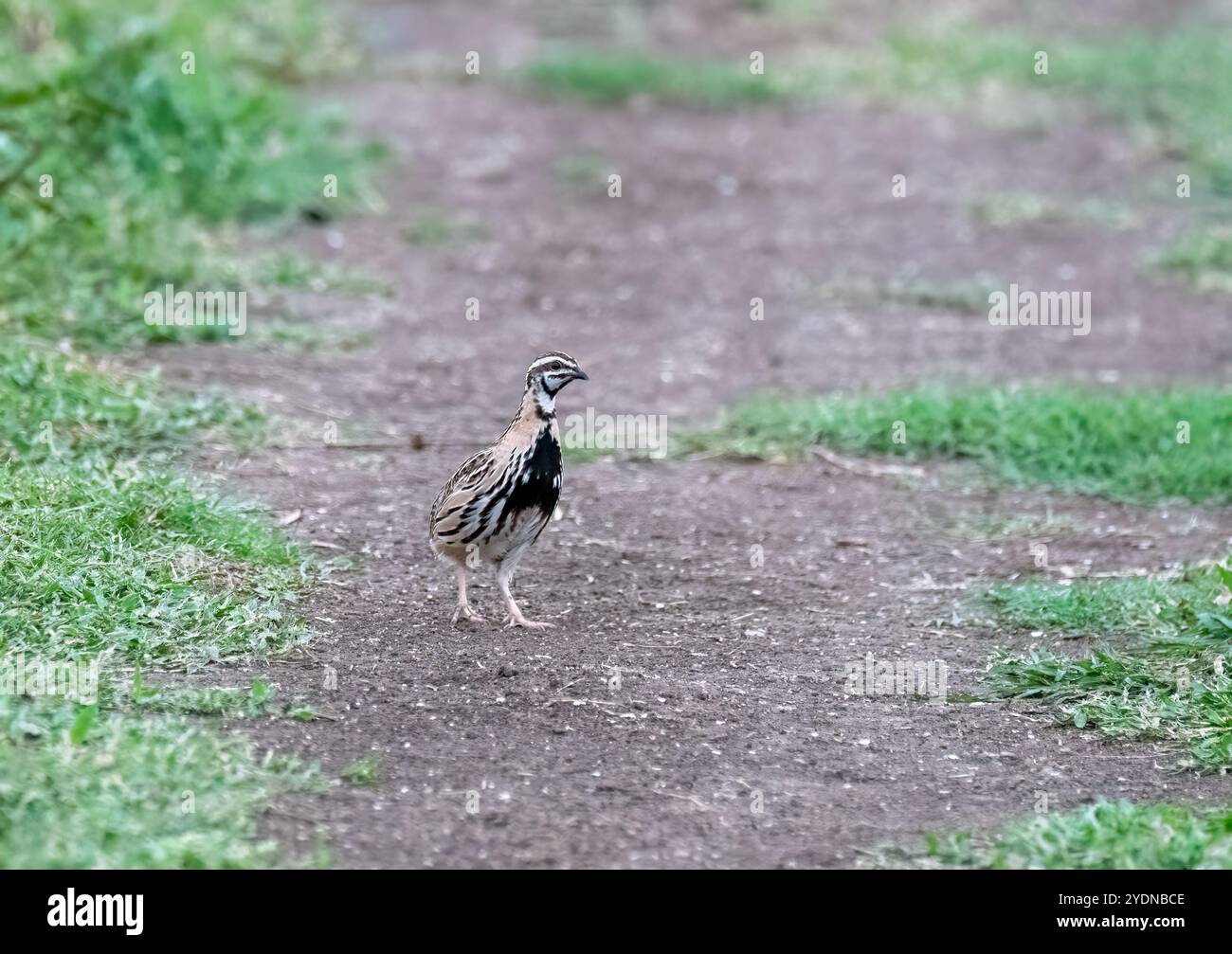 A rain quail singing and feeding in the grasslands of Bhigwan on the ...