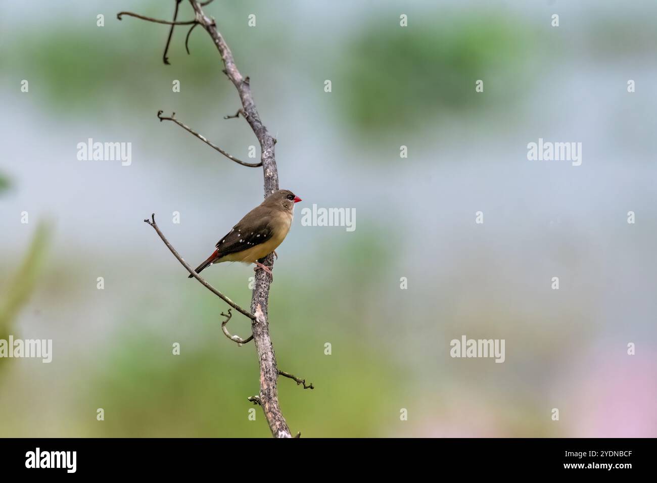 A group of red munia aka red avadavat perched on a small twig close to ...
