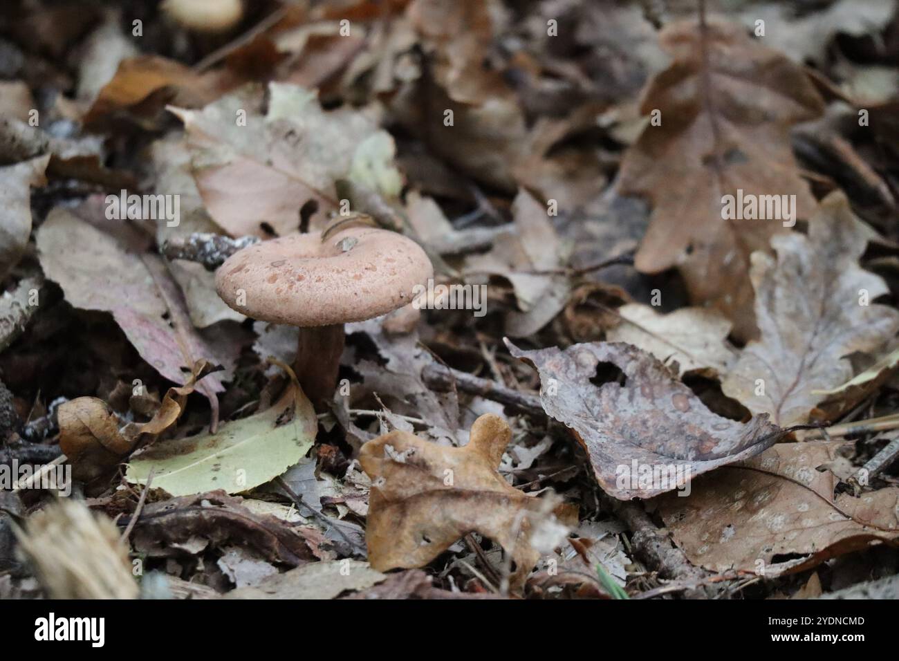 Oak milkcap hi-res stock photography and images - Alamy