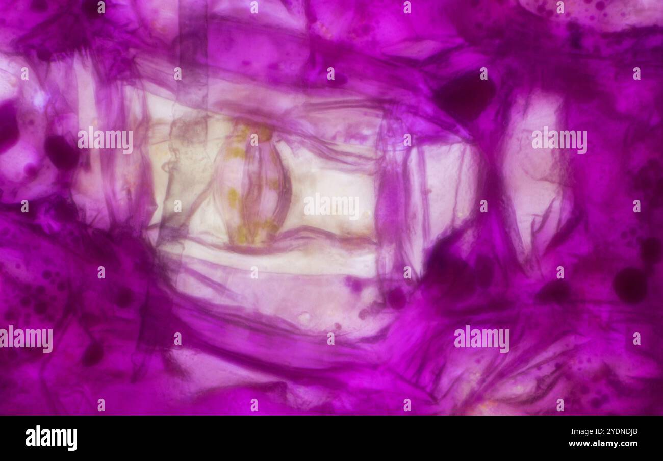 Micrograph microscope photosynthesis hi-res stock photography and ...