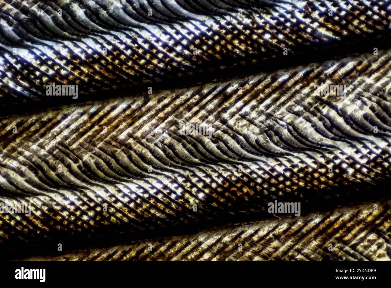 4 times magnification hi-res stock photography and images - Alamy