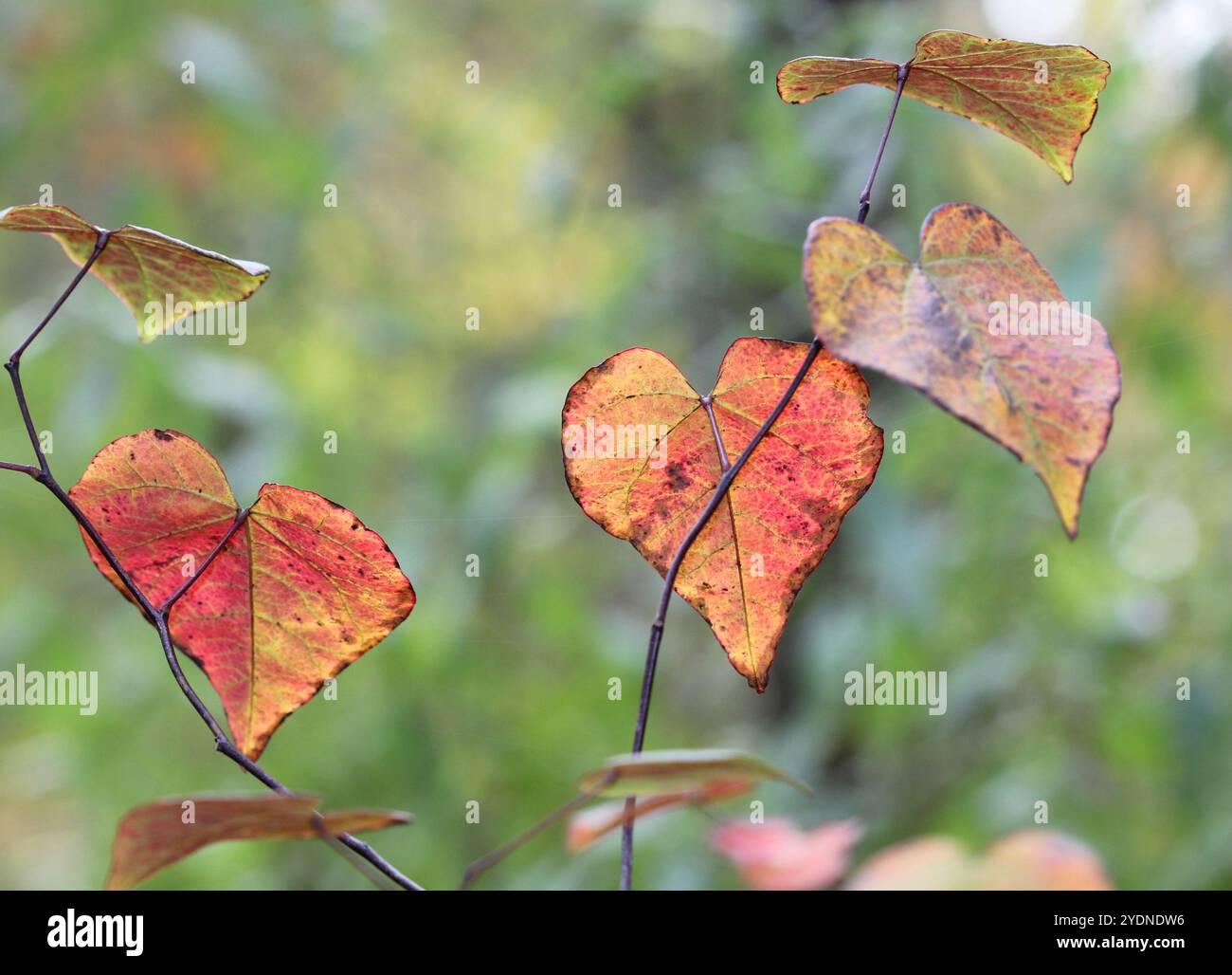 Cercis canadensis forest pansy hi-res stock photography and images - Alamy