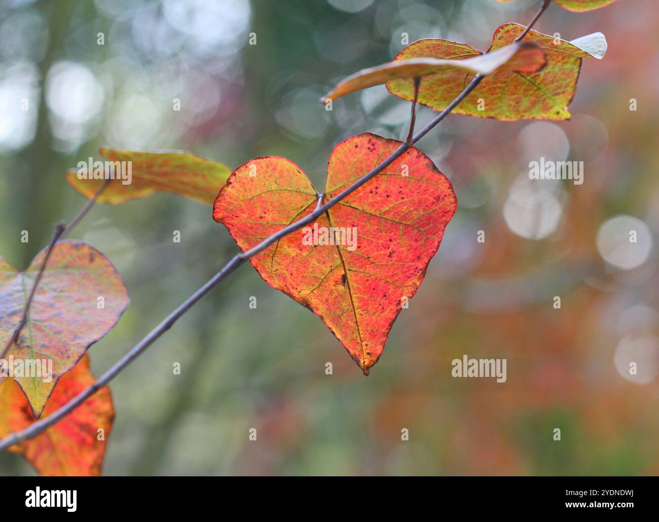 Cercis canadensis forest pansy hi-res stock photography and images - Alamy