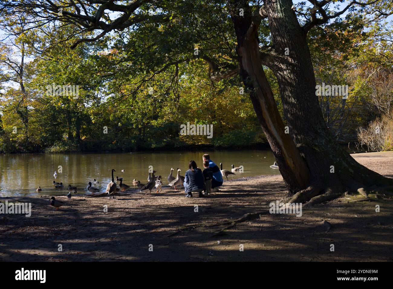 Feeding The Geese Connaught Water Epping Forest Stock Photo - Alamy
