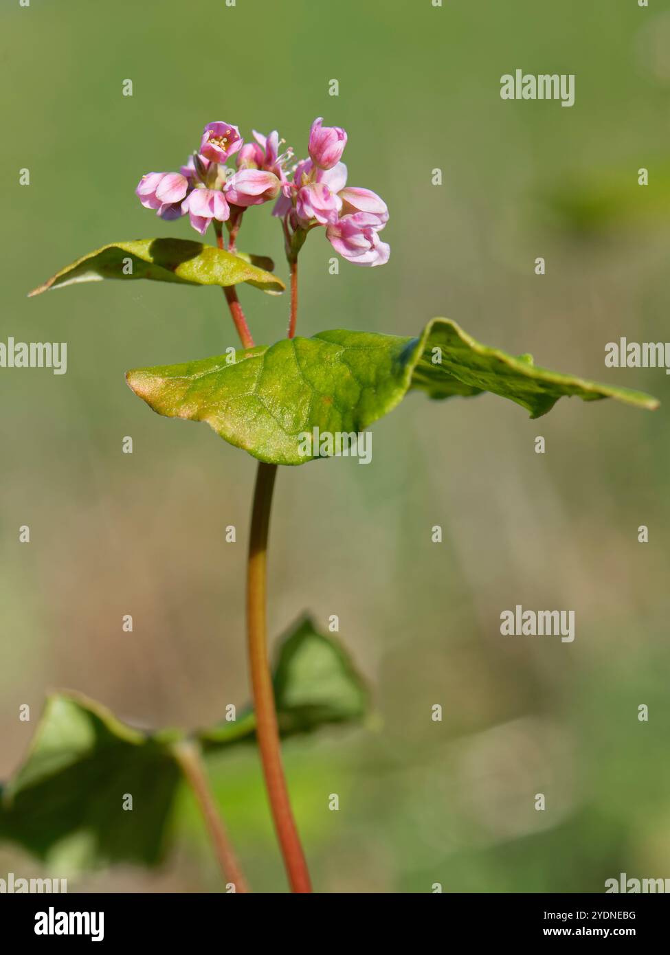Sacrificial crop hi-res stock photography and images - Alamy