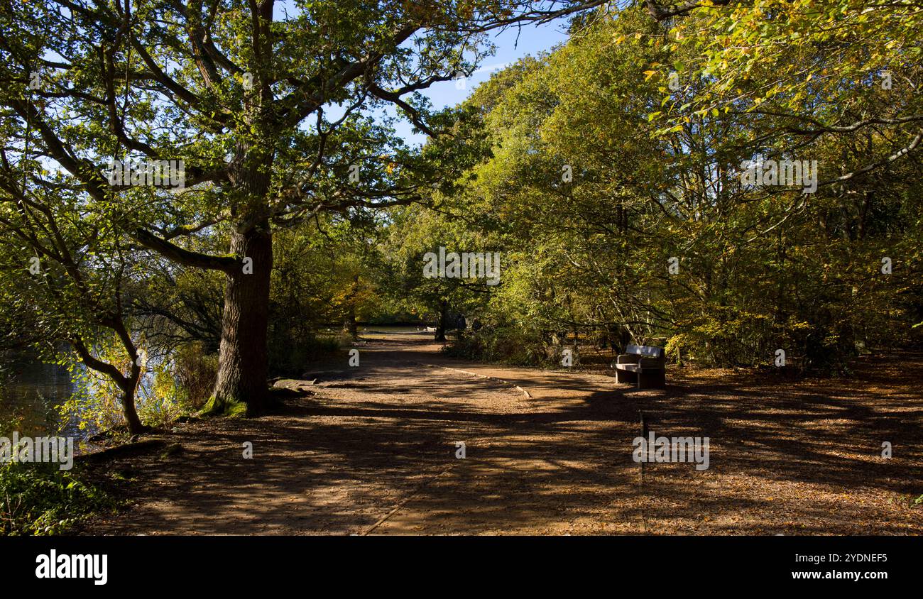 Epping forest ancient woodland hi-res stock photography and images - Alamy