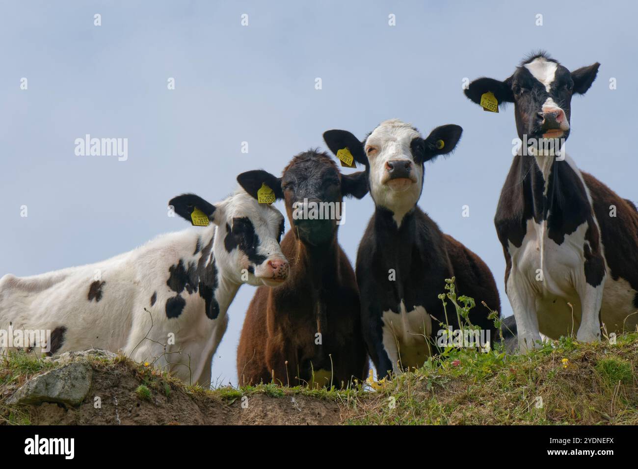 Cattle (Bos taurus) looking down from a low cliff edge, Cornwall, UK ...