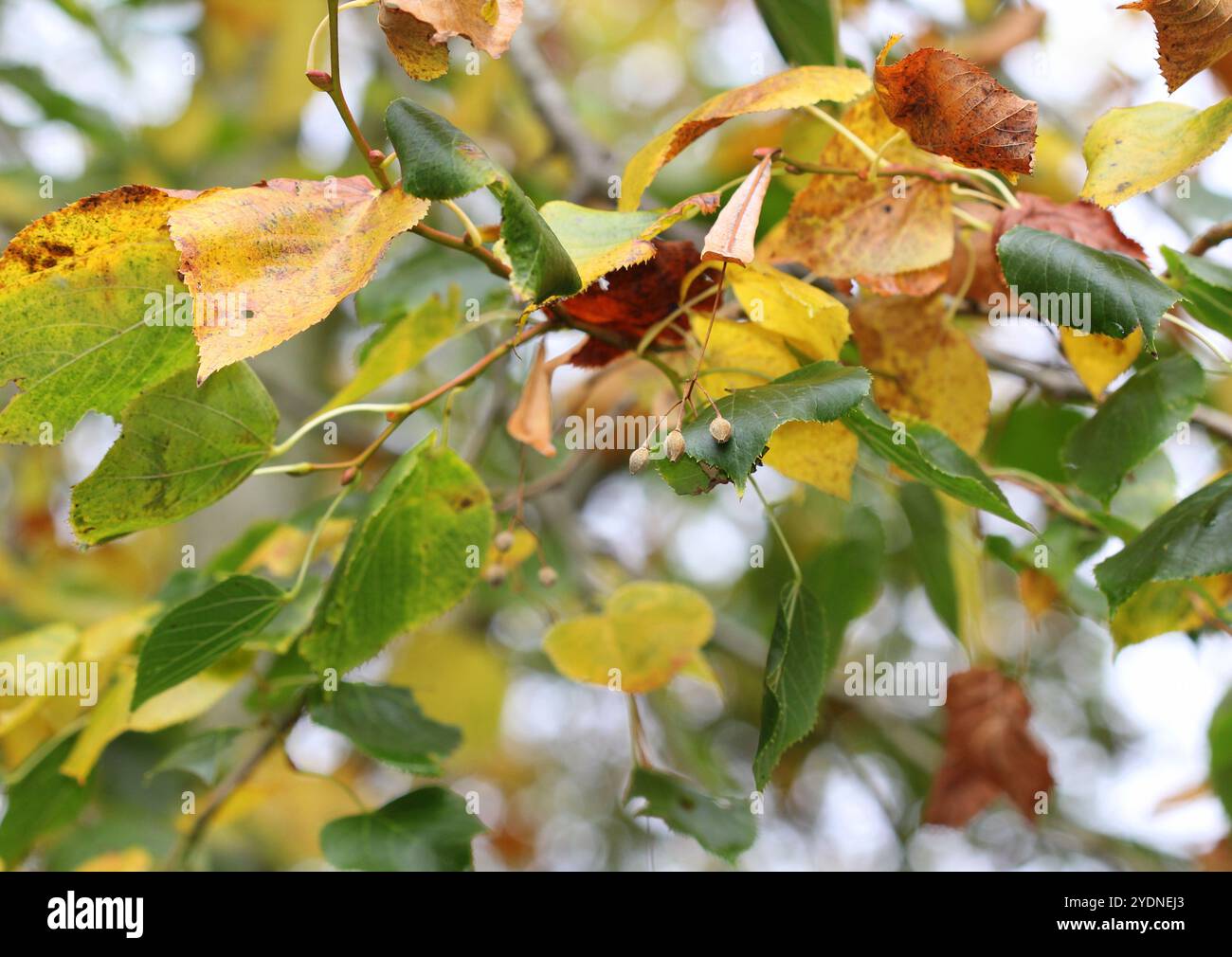 A close up of the Lime Tree (Tilia x europaea) in Autumn, as the leaves ...