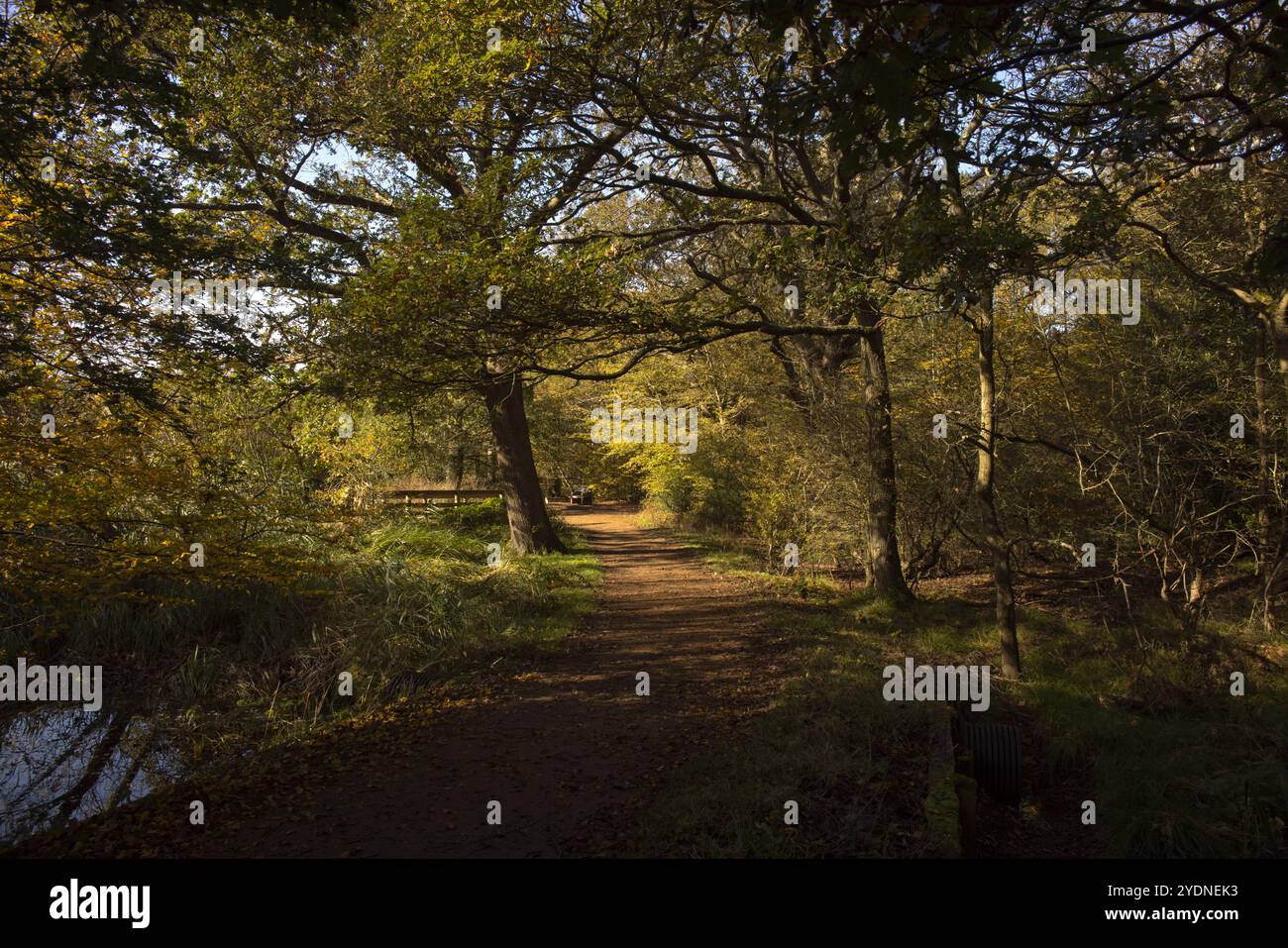 Chingford green park hi-res stock photography and images - Alamy