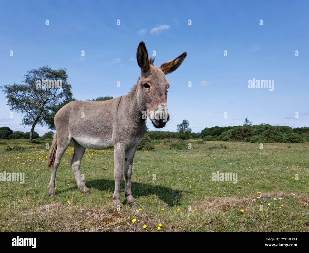 Feral asses hi-res stock photography and images - Alamy