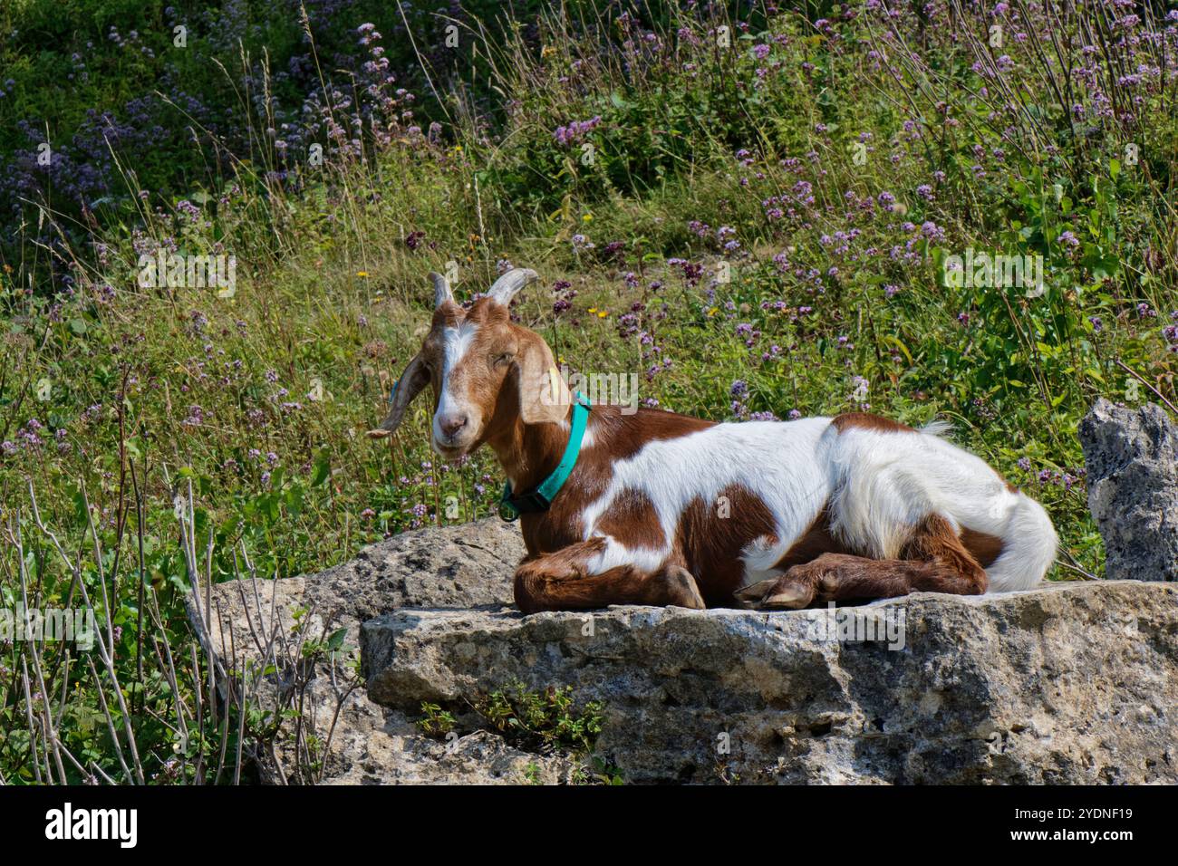 Goat (Capra hircus) resting on a rock on a chalk grassland hillside ...