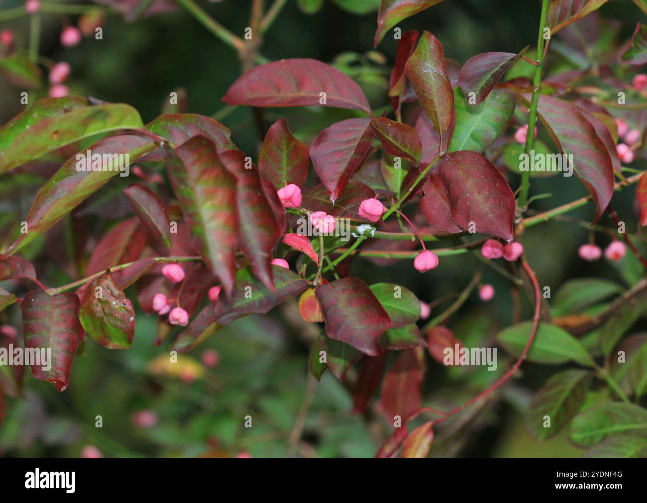 A close up of the Spindle Tree, Euonymus europaeus, in Autumn Stock ...