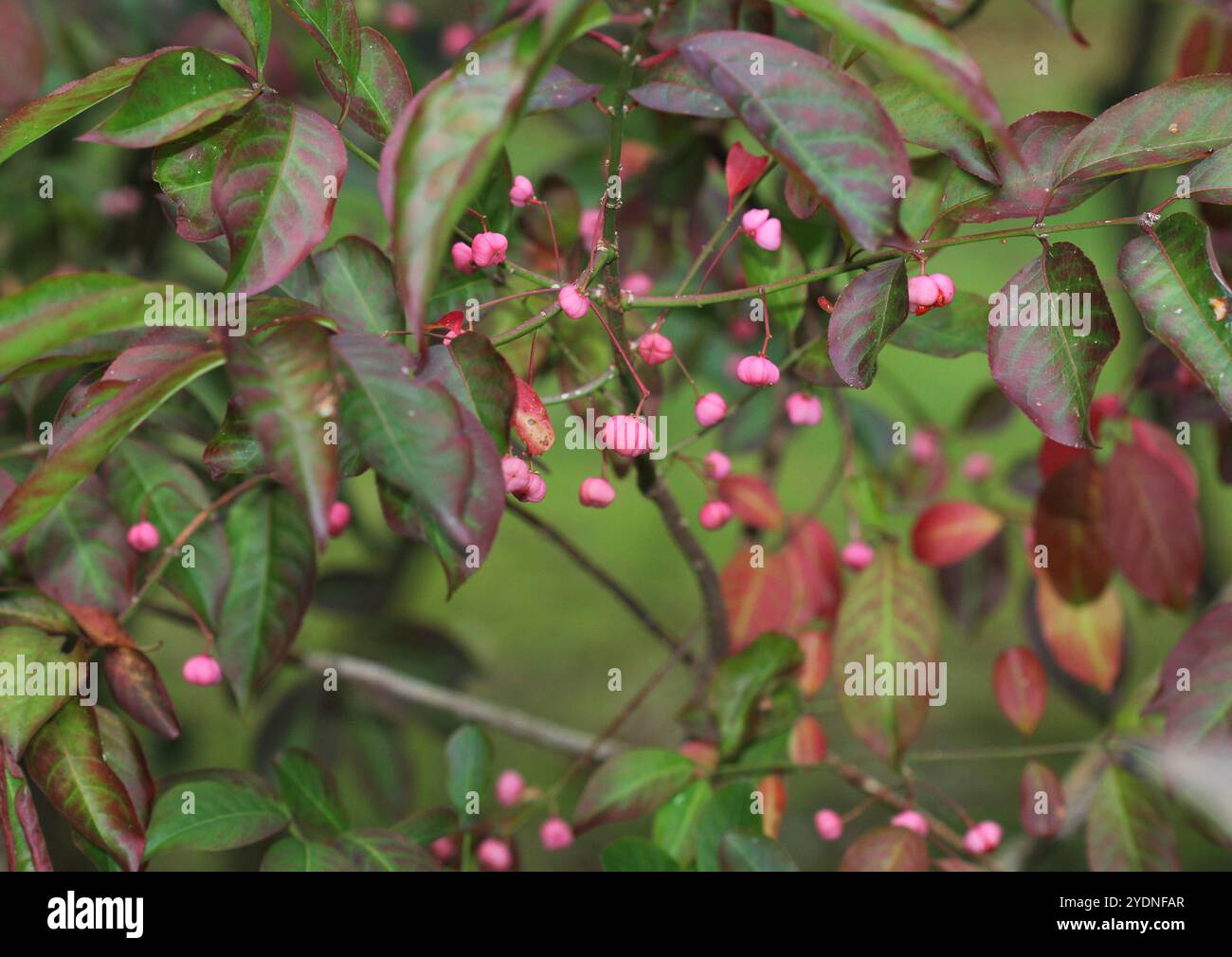 Euonymus berries hi-res stock photography and images - Alamy