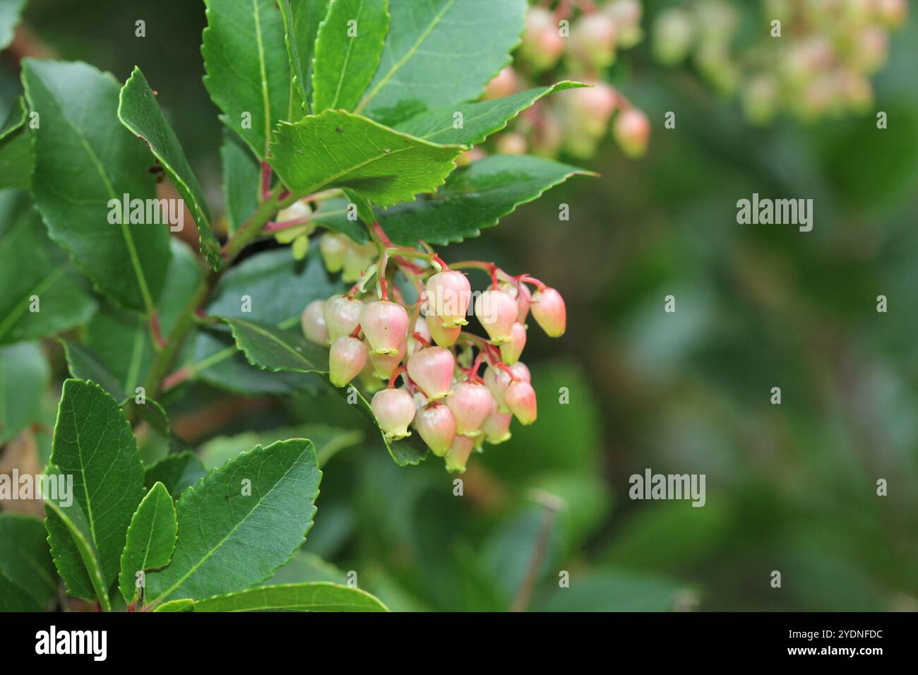 A close up of the flowers of the Strawberry Tree, Arbutus unedo f ...