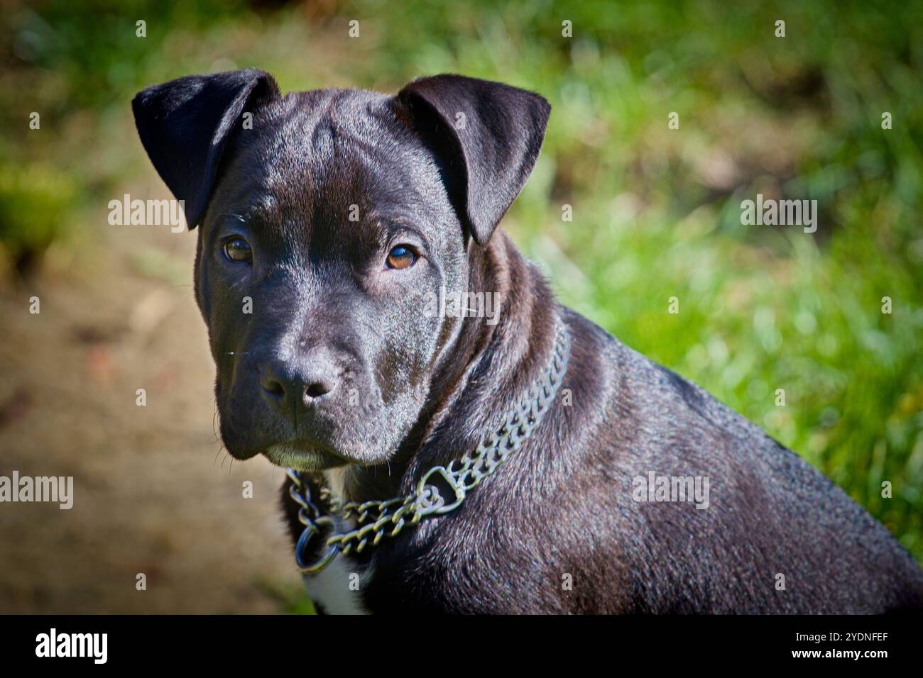 Cute three months old bully breed mis puppy Stock Photo - Alamy