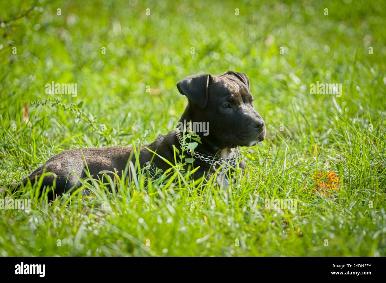 Cute three months old bully breed mis puppy Stock Photo - Alamy