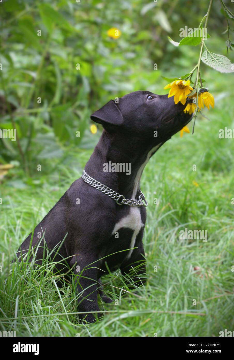 Cute three months old bully breed mis puppy Stock Photo - Alamy