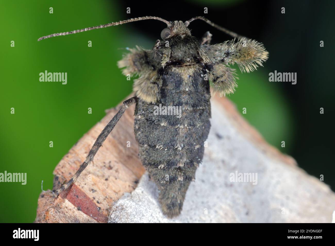 Female winter moth hi-res stock photography and images - Alamy