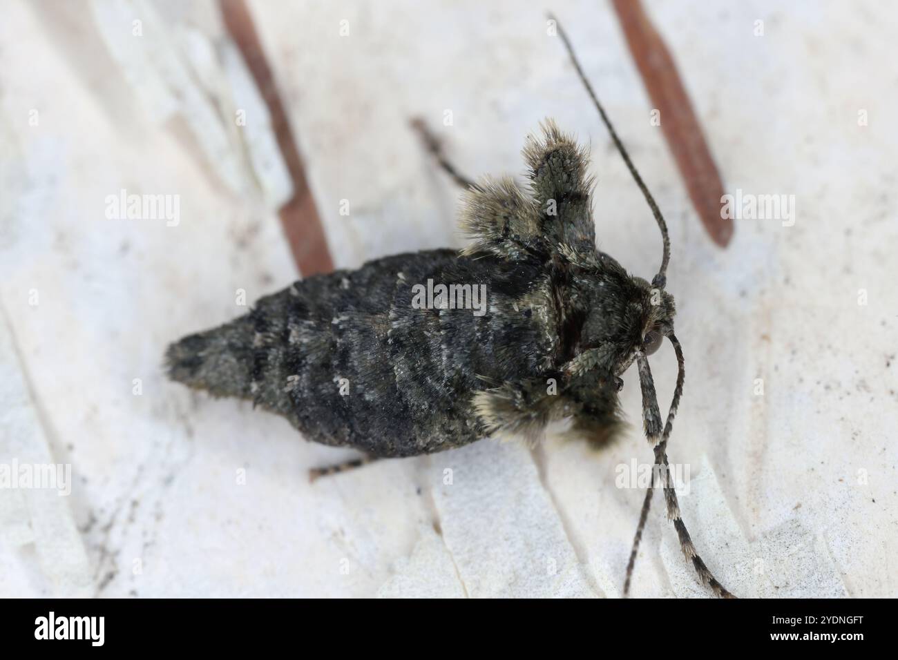 Operophtera brumata, Winter moth. Female with tiny wings, unable to fly ...