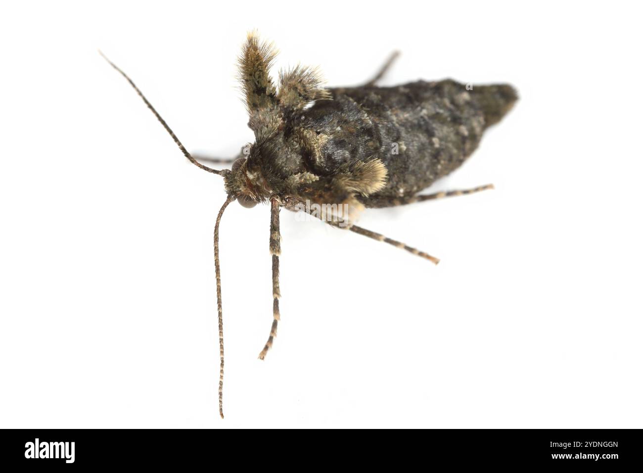 Operophtera brumata, Winter moth. Female with tiny wings, unable to fly ...