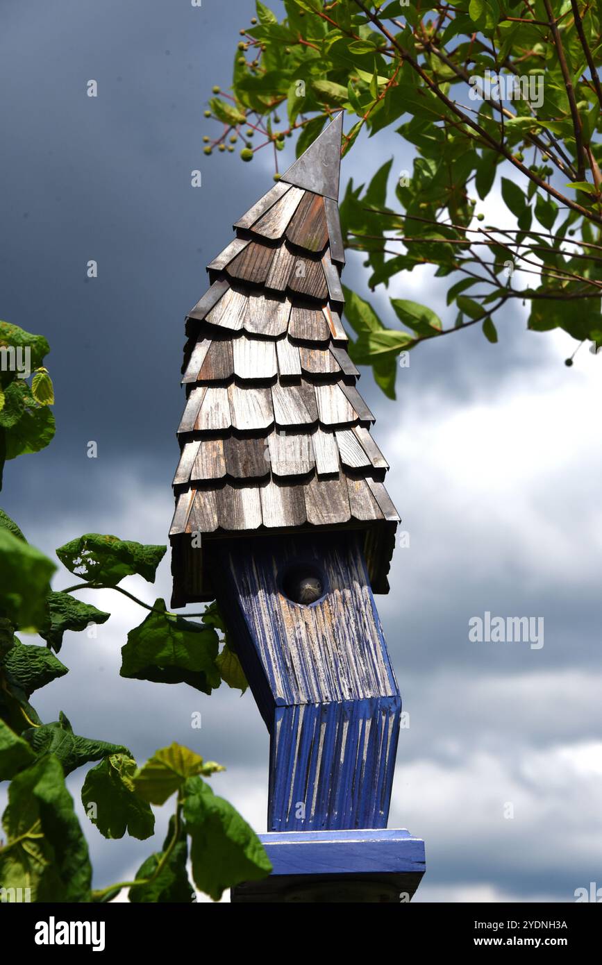 Small head of baby Blue bird peeks out of a crooked, wooden Blue Bird ...