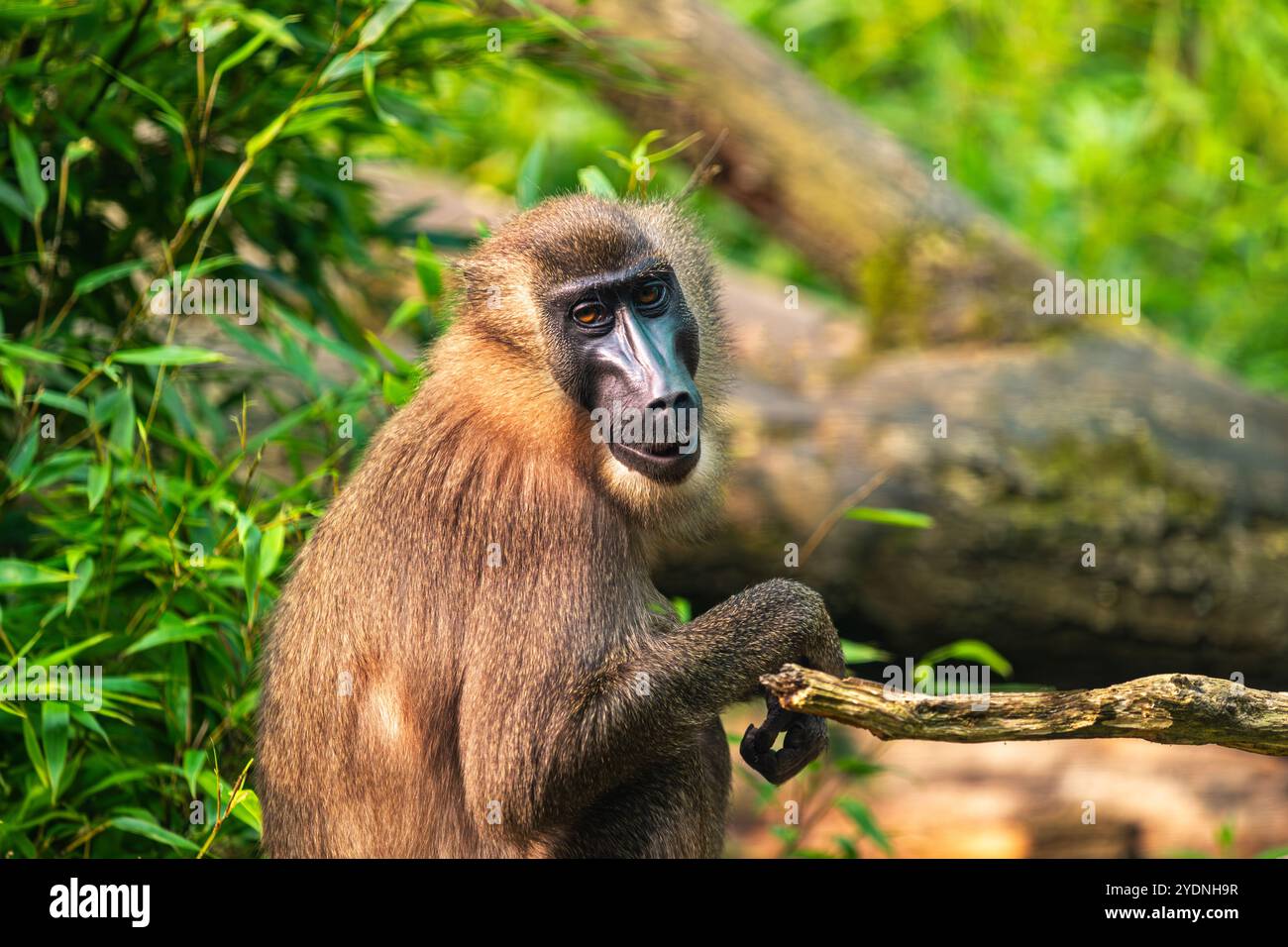 Portrait of adult female drill, Mandrillus leucophaeus, sitting on the ...
