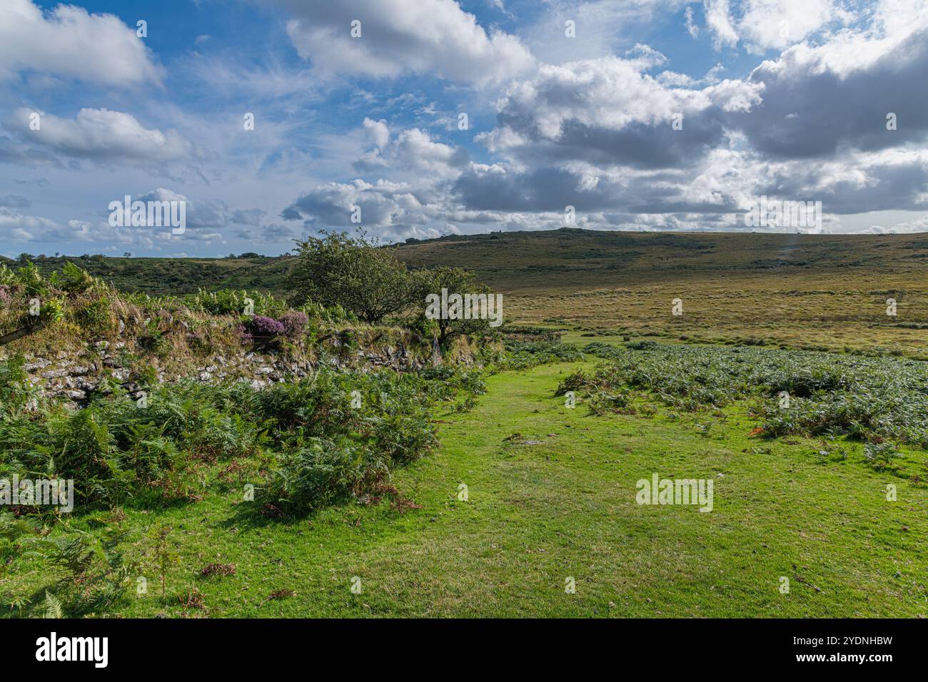Great Staple Tor Dartmoor Nationalpark Devon Stock Photo - Alamy