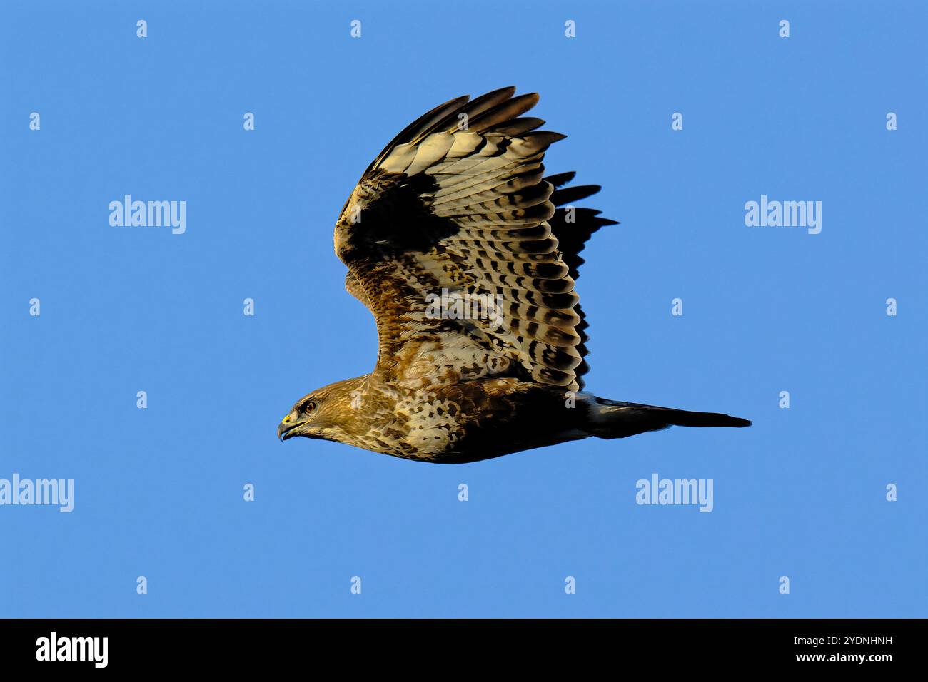 A Buzzard in flight Stock Photo - Alamy