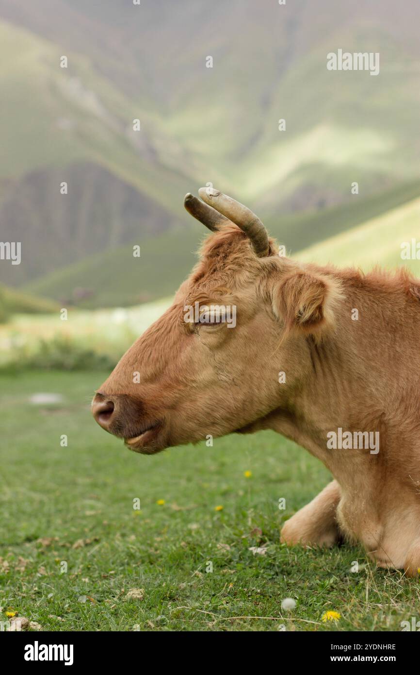 a peaceful brown cow sitting on a soft grassy hillside, with its eyes ...