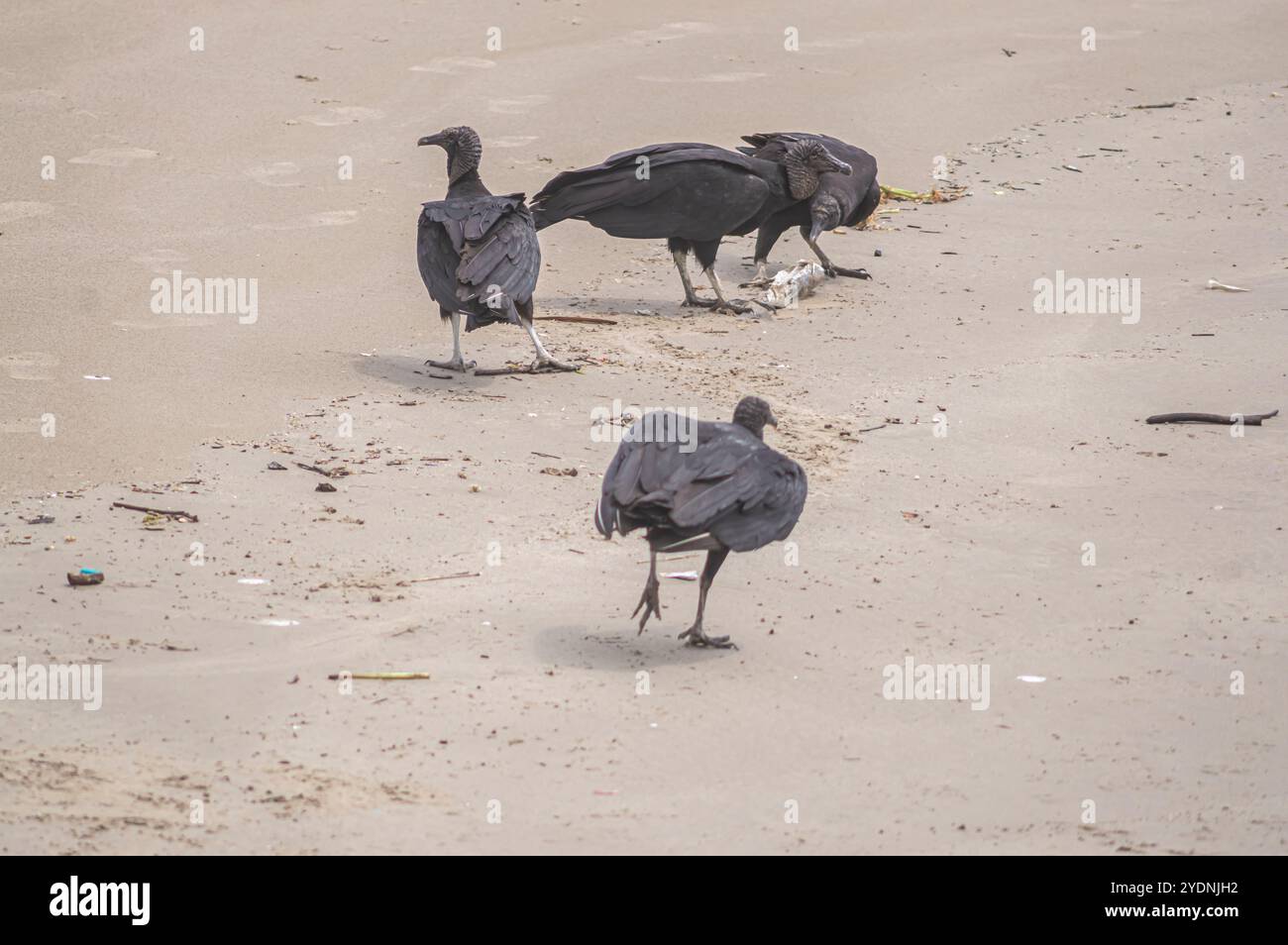 This image depicts a group of vultures (Coragyps atratus), also known ...